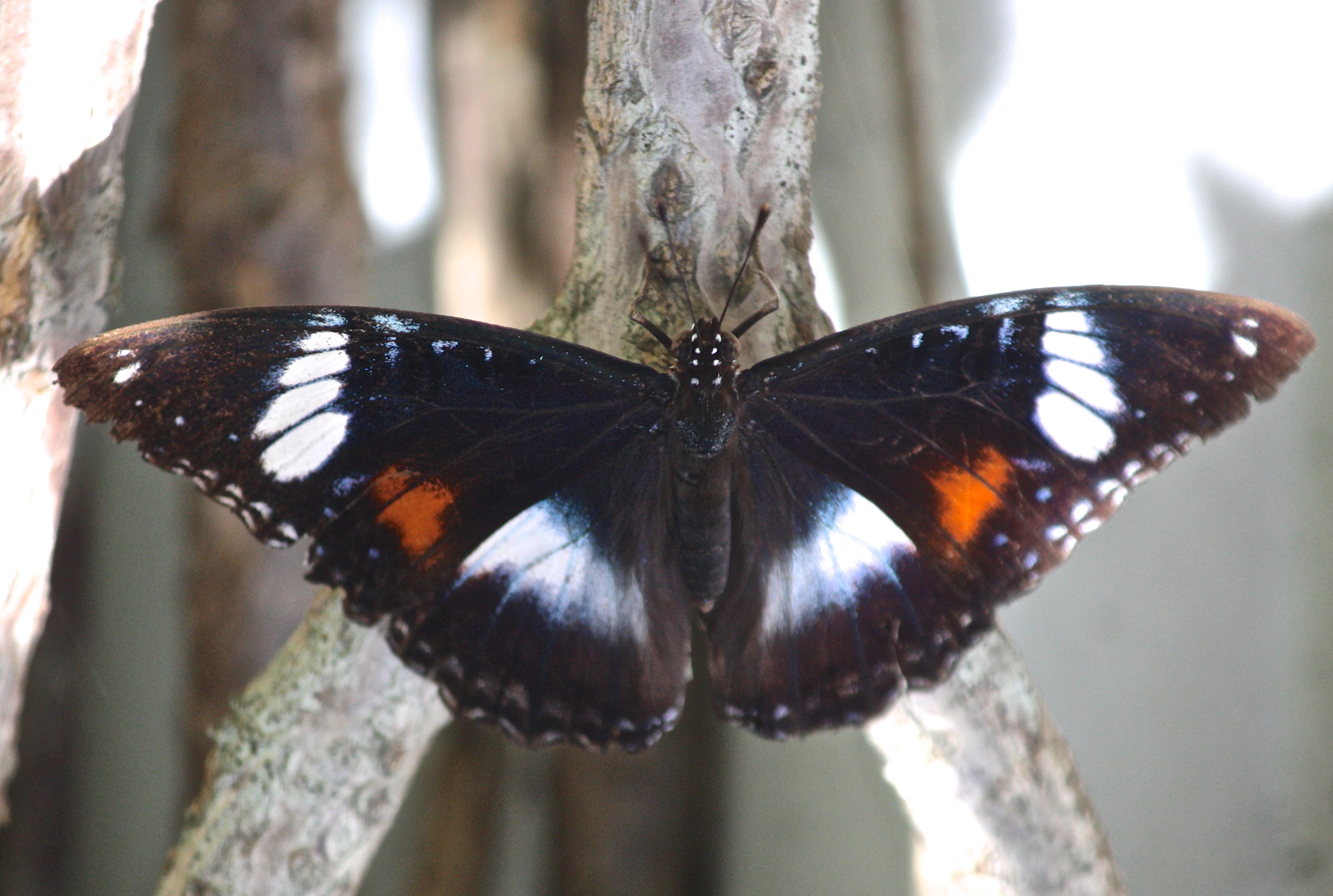 Home Page - Australian Butterflies